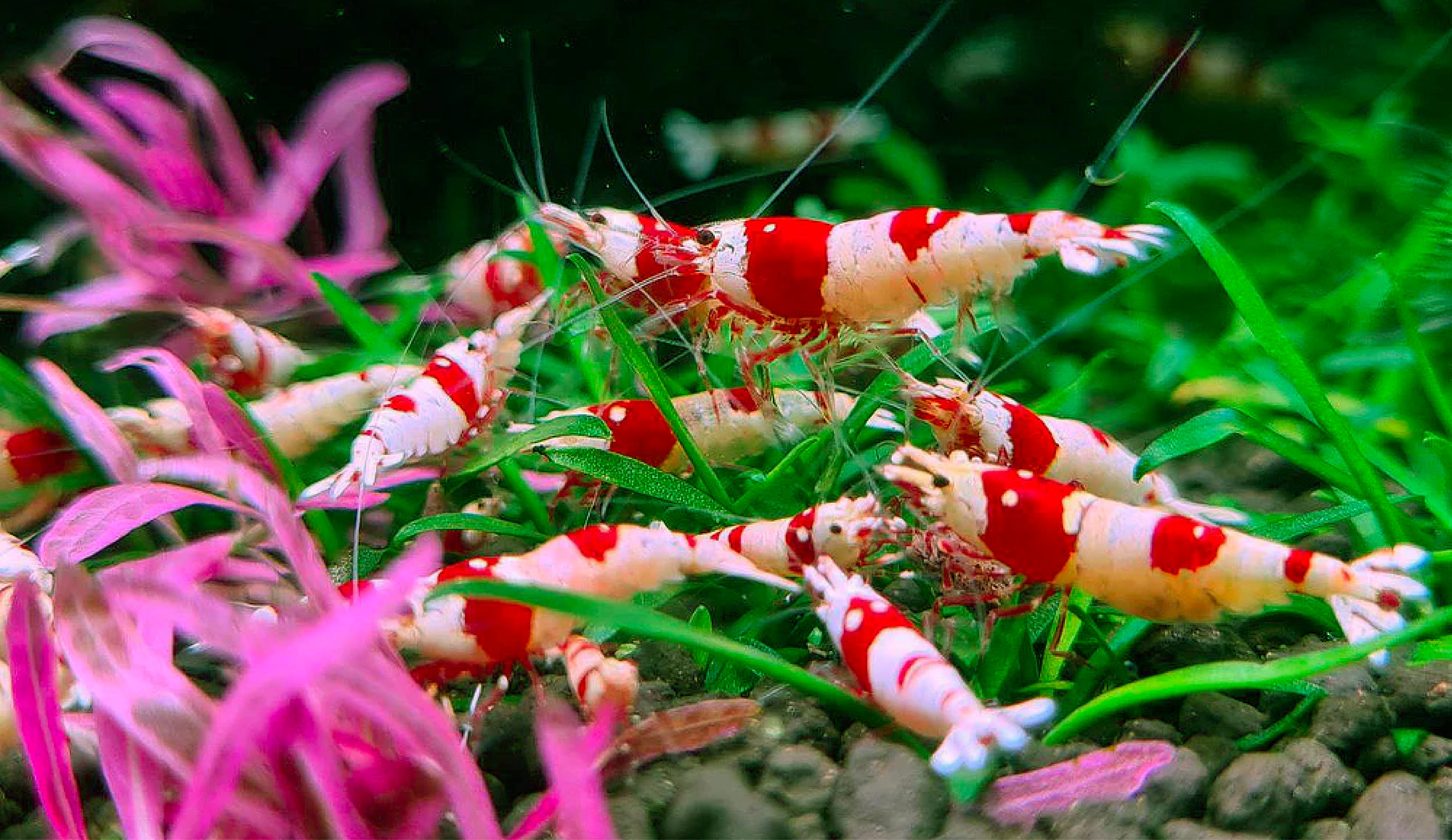 How to Set Up a Shrimp Tank – Aussie Shrimp Australia