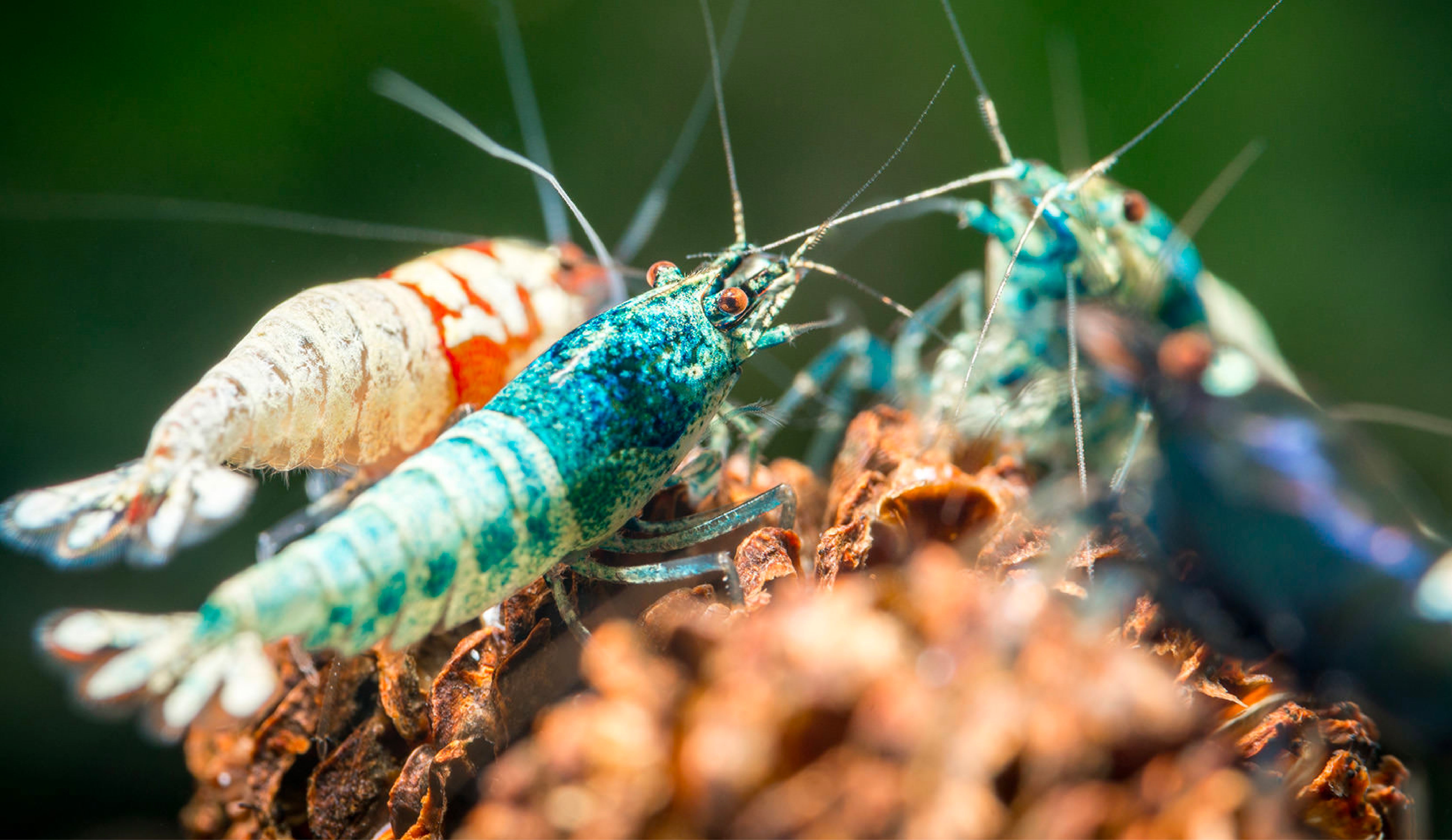 Beginner’s Guide to Keeping Aquatic Shrimp – Aussie Shrimp Australia