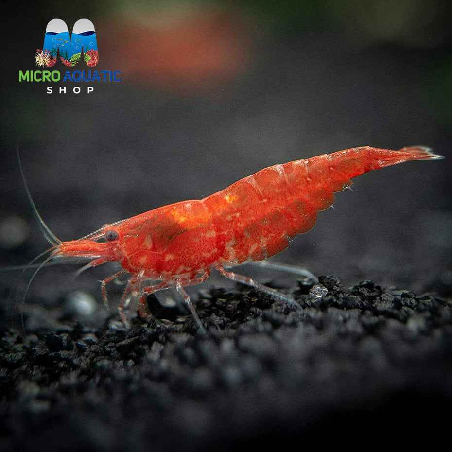 Native Shrimp – Aussie Shrimp Australia