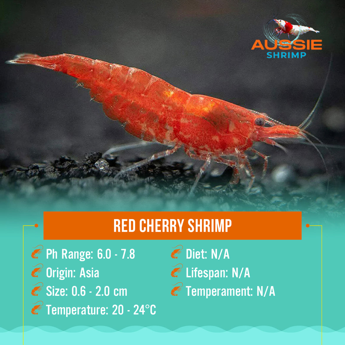 How to Set Up a Shrimp Tank – Aussie Shrimp Australia