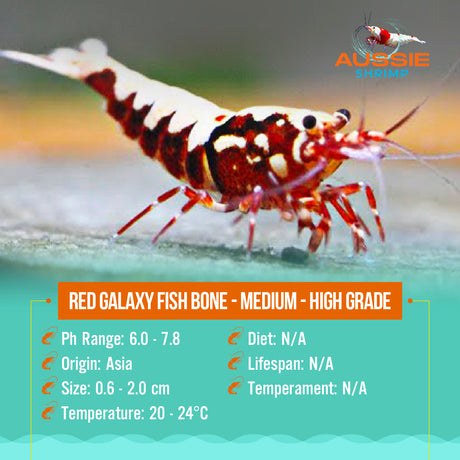 Neocaridina (Cherry Shrimps) – Aussie Shrimp Australia