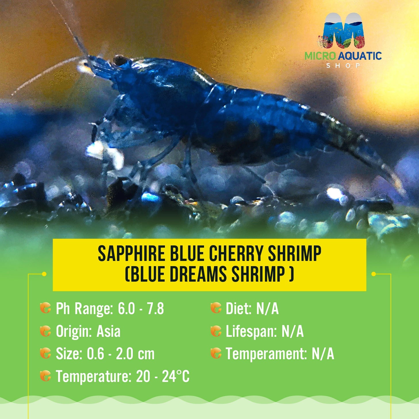 Buy 10 get 5 Free Sapphire Blue Cherry Shrimp-(Blue Dreams Shrimp ...