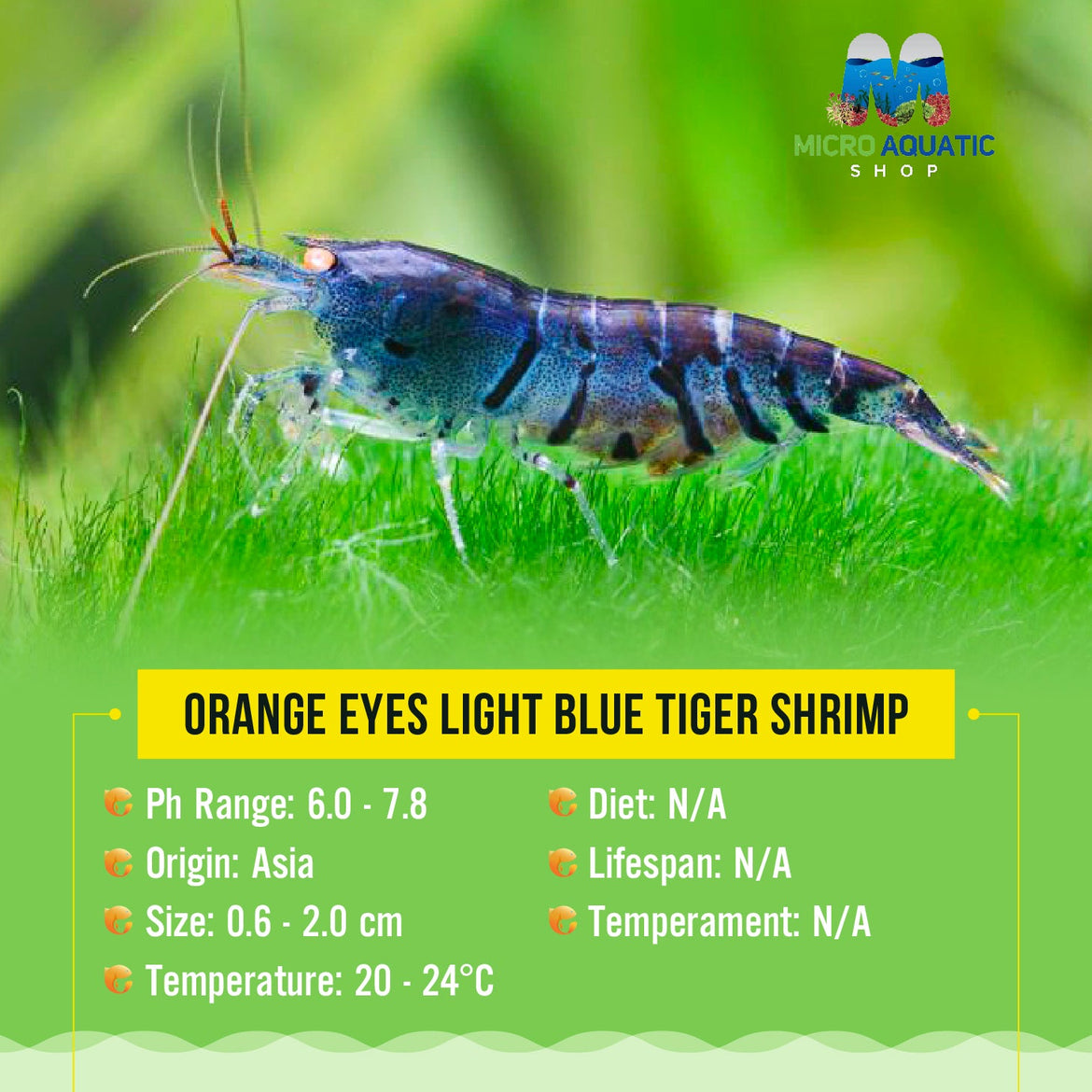 Products – Aussie Shrimp Australia