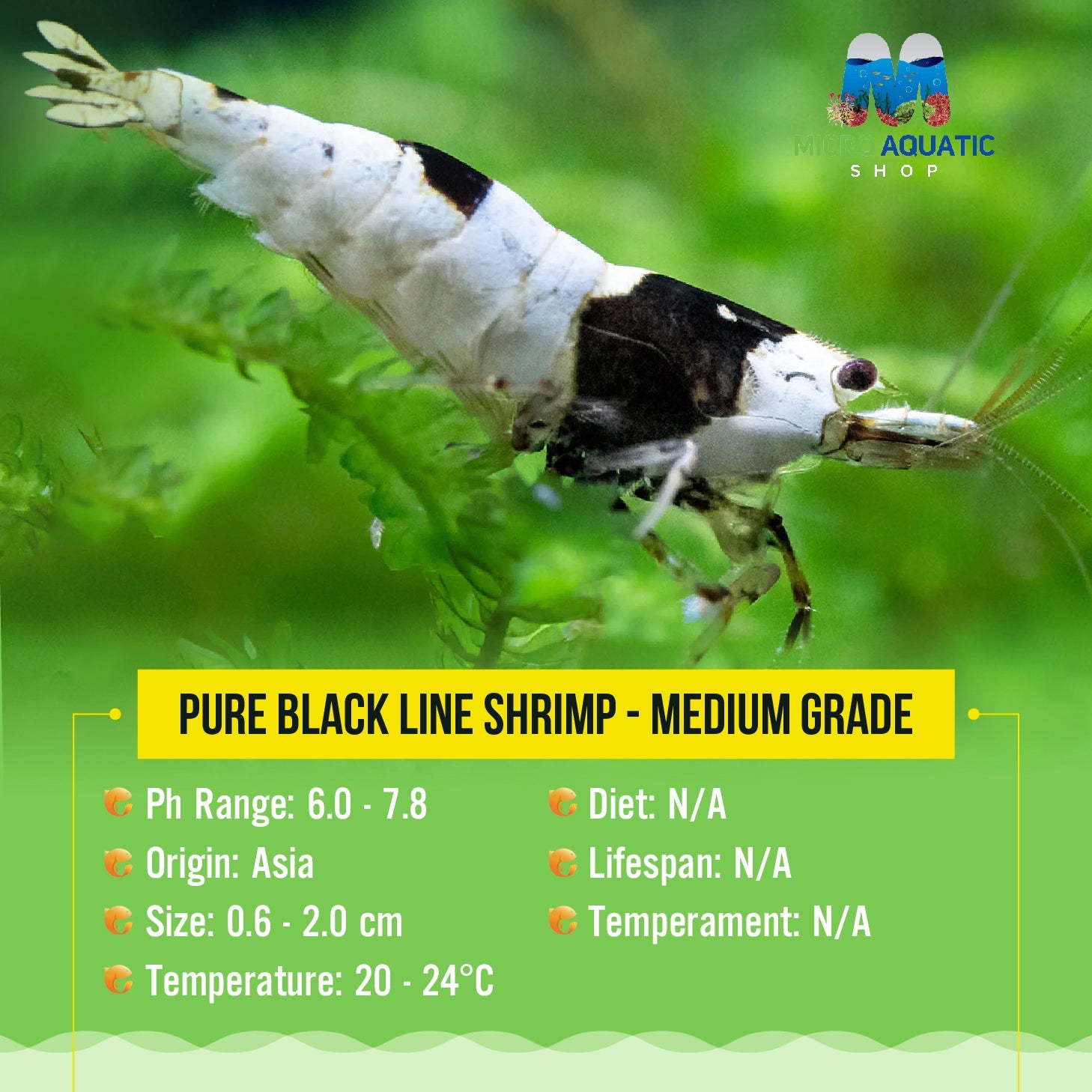 Pure Black Line Shrimp - Medium Grade – Aussie Shrimp Australia