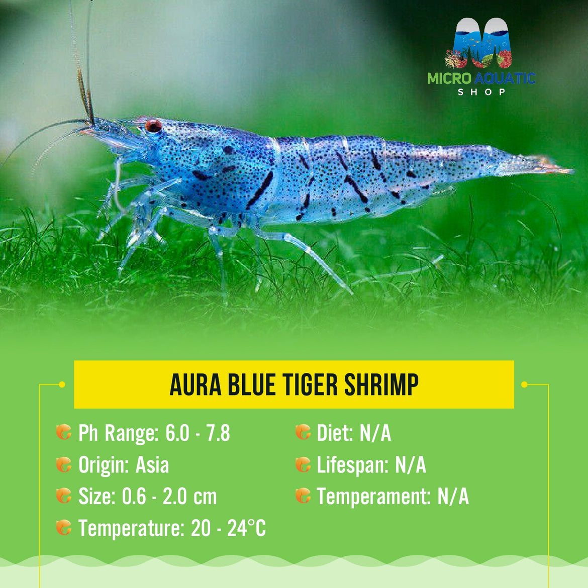 Caridina Shrimps – Aussie Shrimp Australia