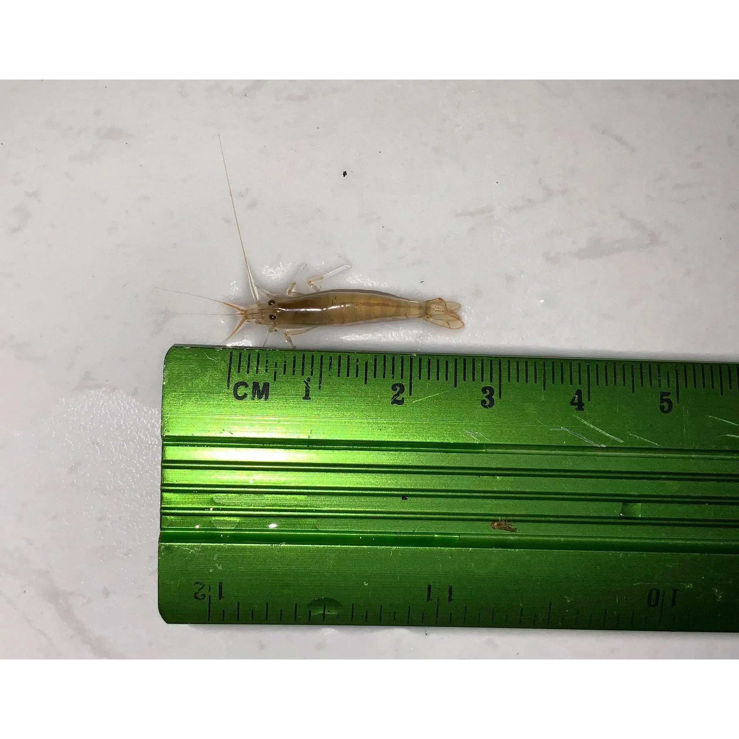 Australian Amano Shrimp (ULTRA RARE) : Amano Shrimp for Sale – Aussie ...